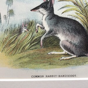 Antique Marsupial Print, the Common Rabbit Bandicoot, Printed in 1896 ...