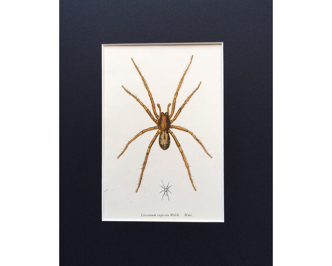 Vintage Spider Print, 1945, Liocranum Rupicola , Male Spider, Mounted ...