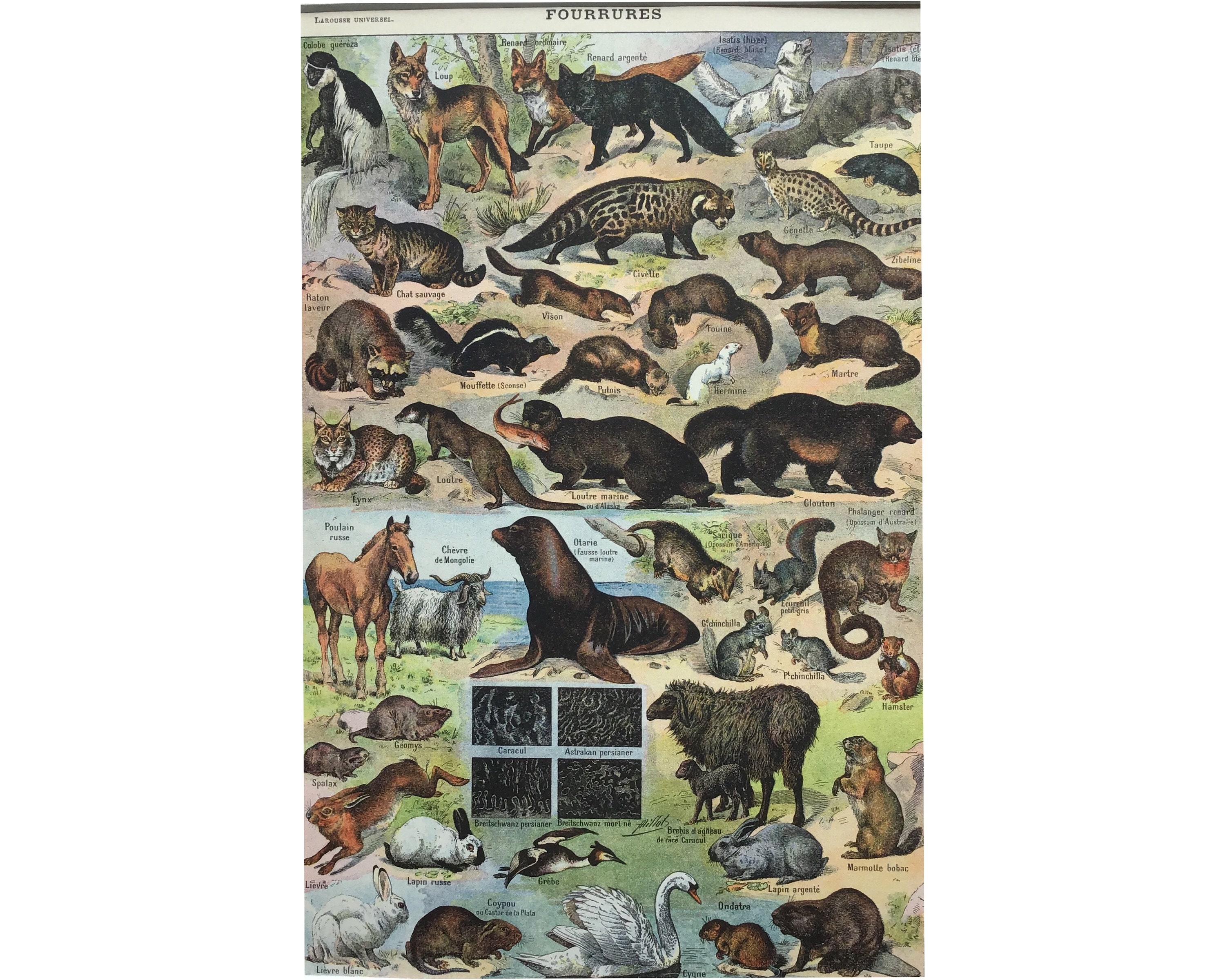 Antique French Print Fourrures From 1922 french Vintage - Etsy