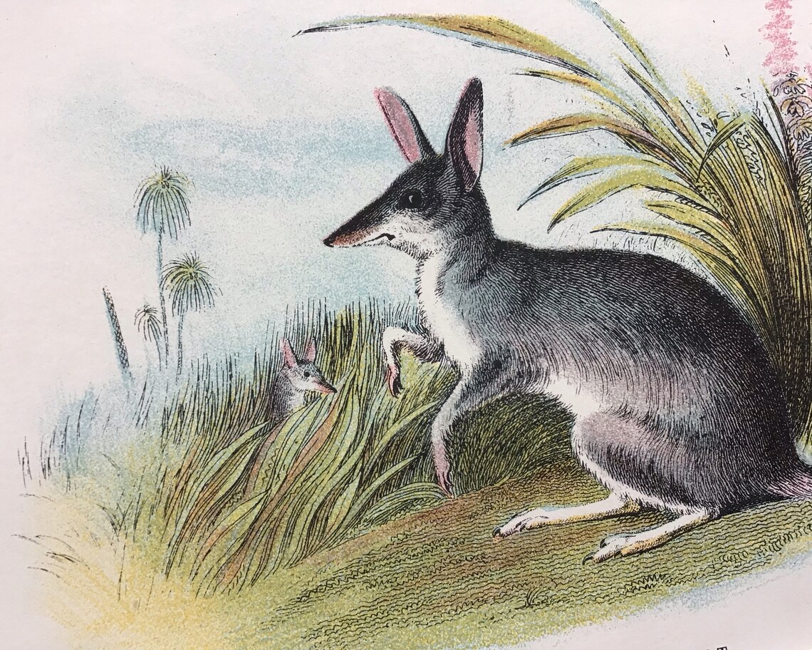 Antique Marsupial Print, the Common Rabbit Bandicoot, Printed in 1896 ...