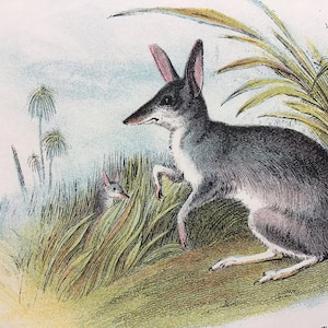 Antique Marsupial Print, the Common Rabbit Bandicoot, Printed in 1896 ...