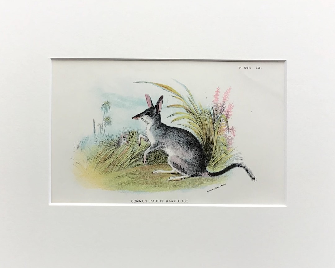 Antique Marsupial Print, the Common Rabbit Bandicoot, Printed in 1896 ...