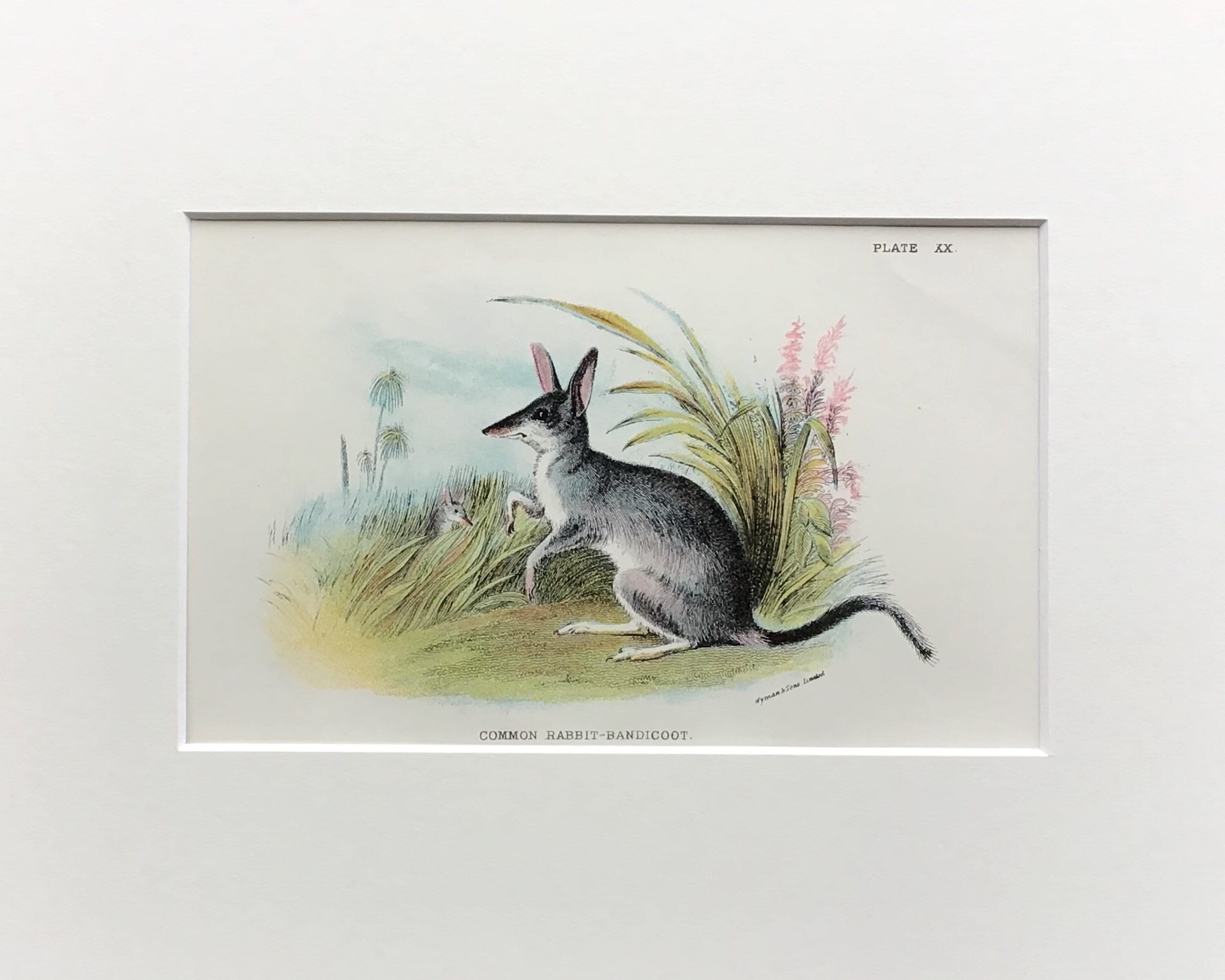Antique Marsupial Print, the Common Rabbit Bandicoot, Printed in 1896 ...