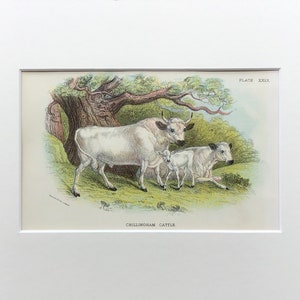 Vintage Cow Print, Old Print From 1896, Original Lithograph, 120 Years ...