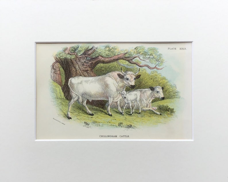 Vintage Cow Print, Old Print From 1896, Original Lithograph, 120 Years ...
