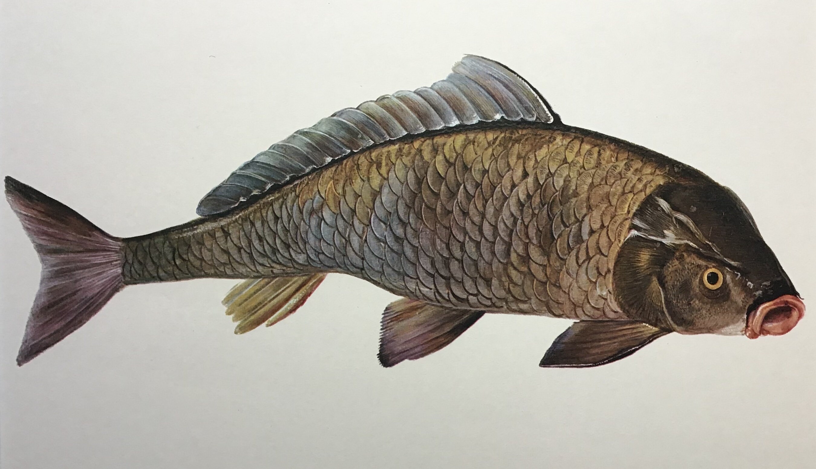Vintage Fish Print, the Carp, Fish Print, 1960, Mounted and Ready to ...