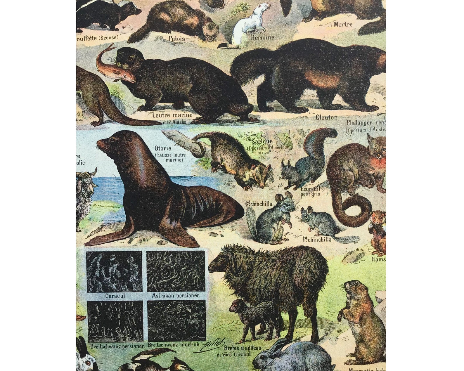 Antique French Print Fourrures From 1922 french Vintage - Etsy