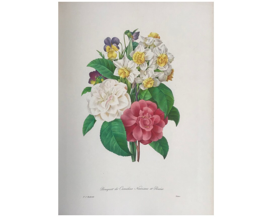 1955 Original French Print, French Flower Print, Redoute Flower Print ...