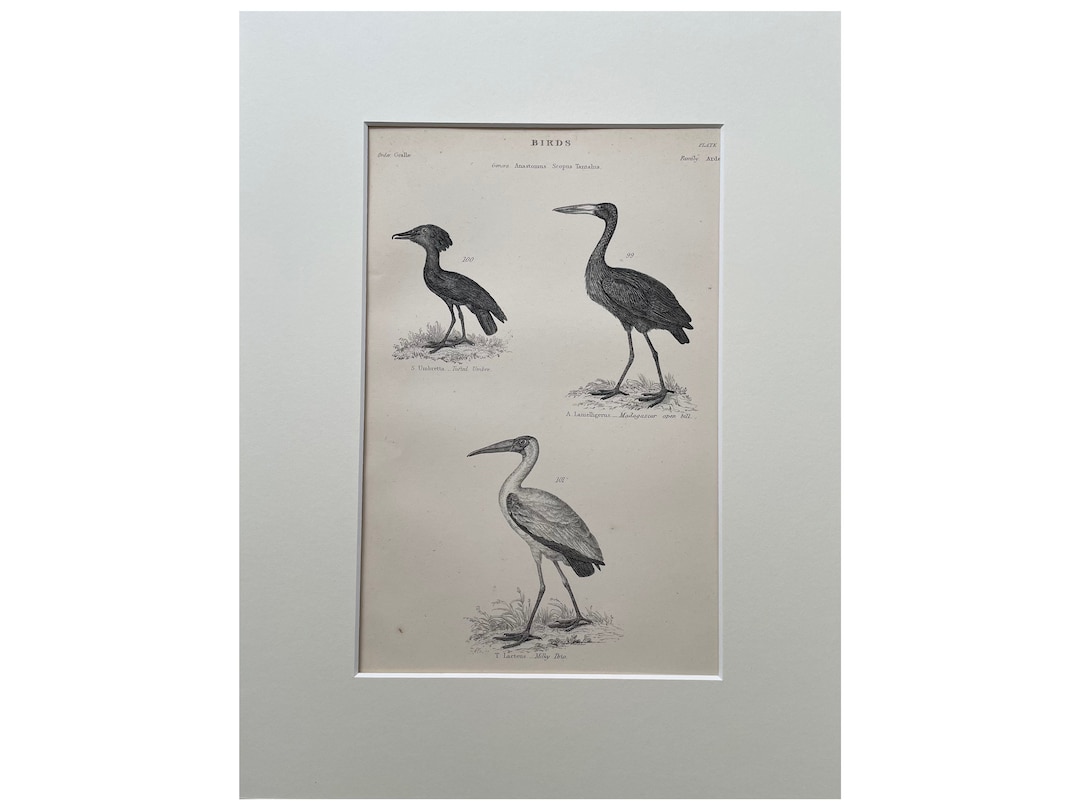 1860 Antique Original Print, Bird Print, Open Bill, Large 1860 ...