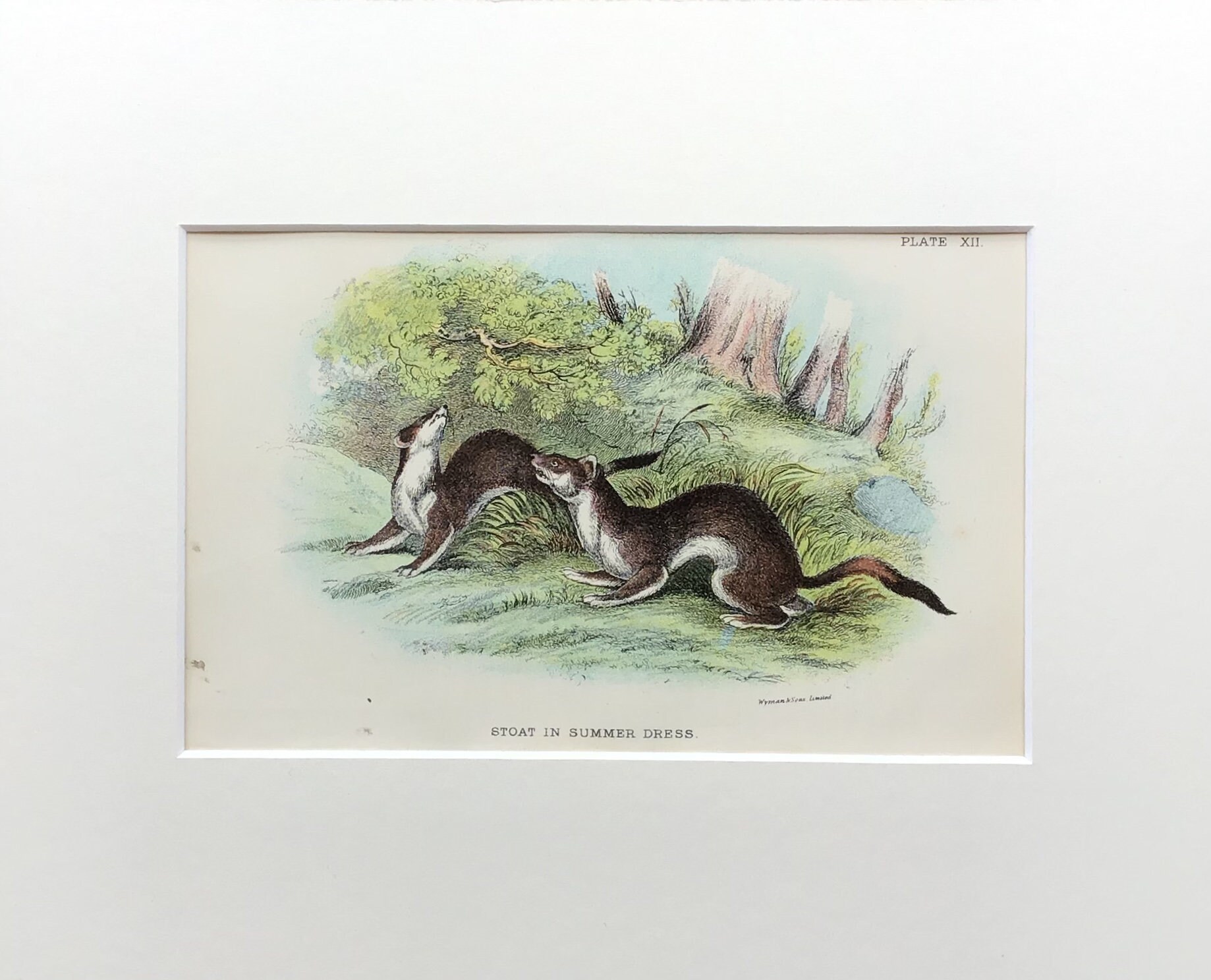 Antique Print, Stoat Print, Old Print From 1896, Original Lithograph ...