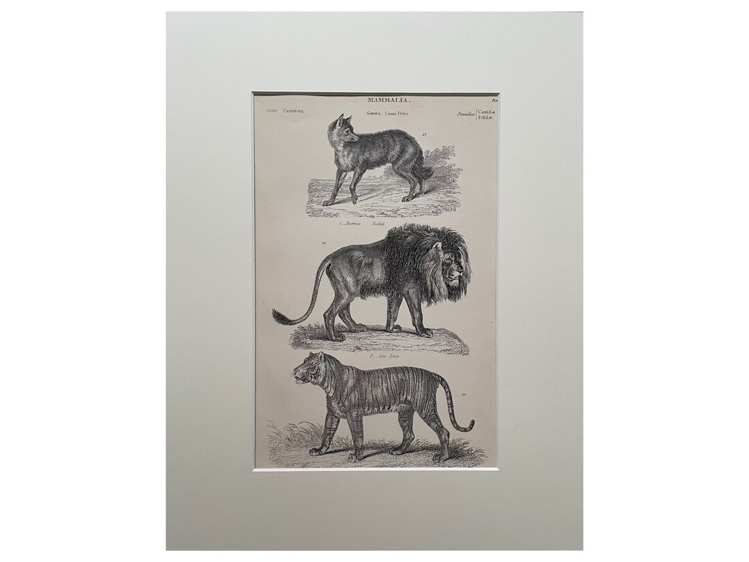 1860 Antique Original Print ,mammalia, Lion, Tiger , Monochrome,11x14 ...