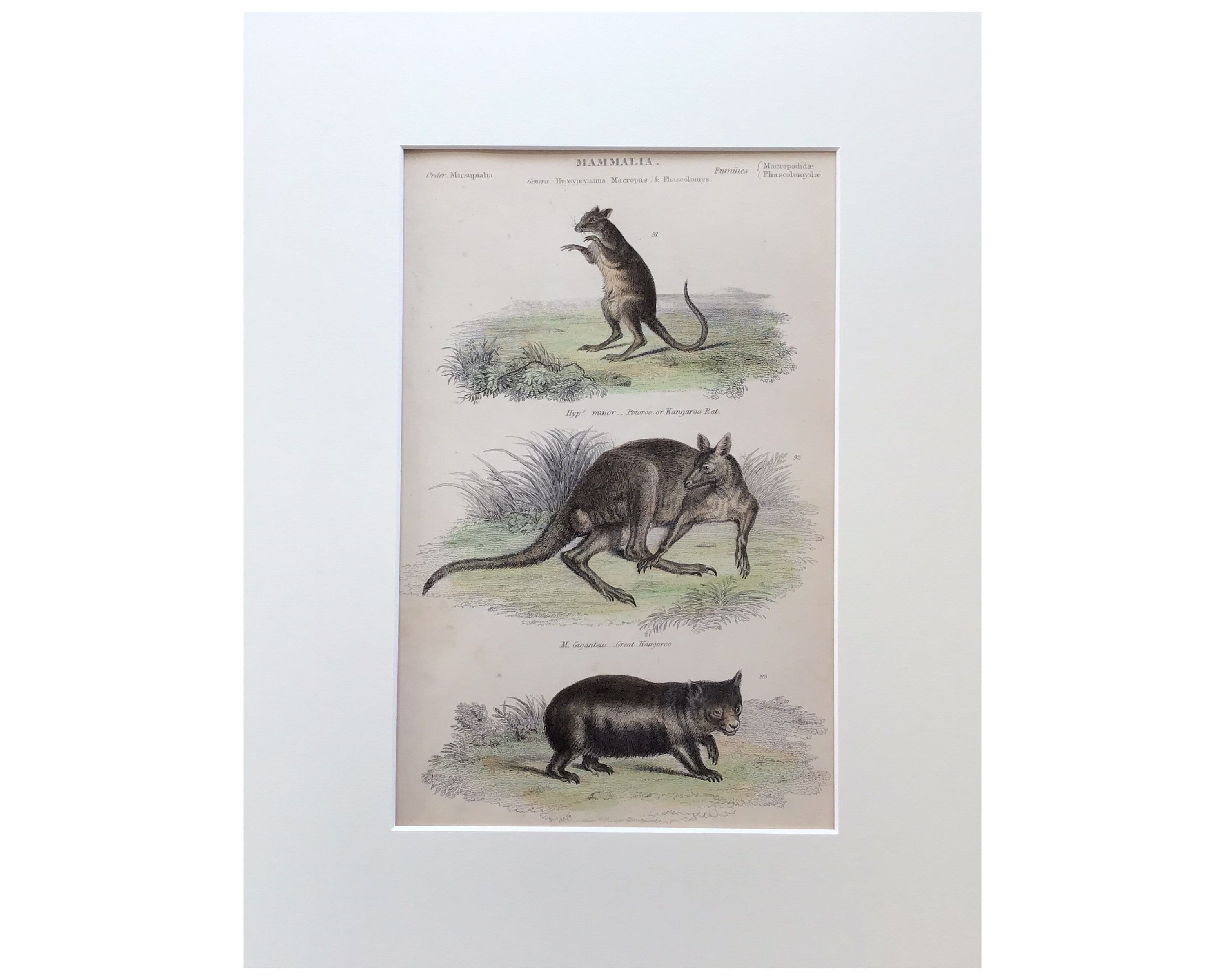 1803 Mammalia Print ,kangaroo Wombat ,antique Print ,lithograph Mounted ...