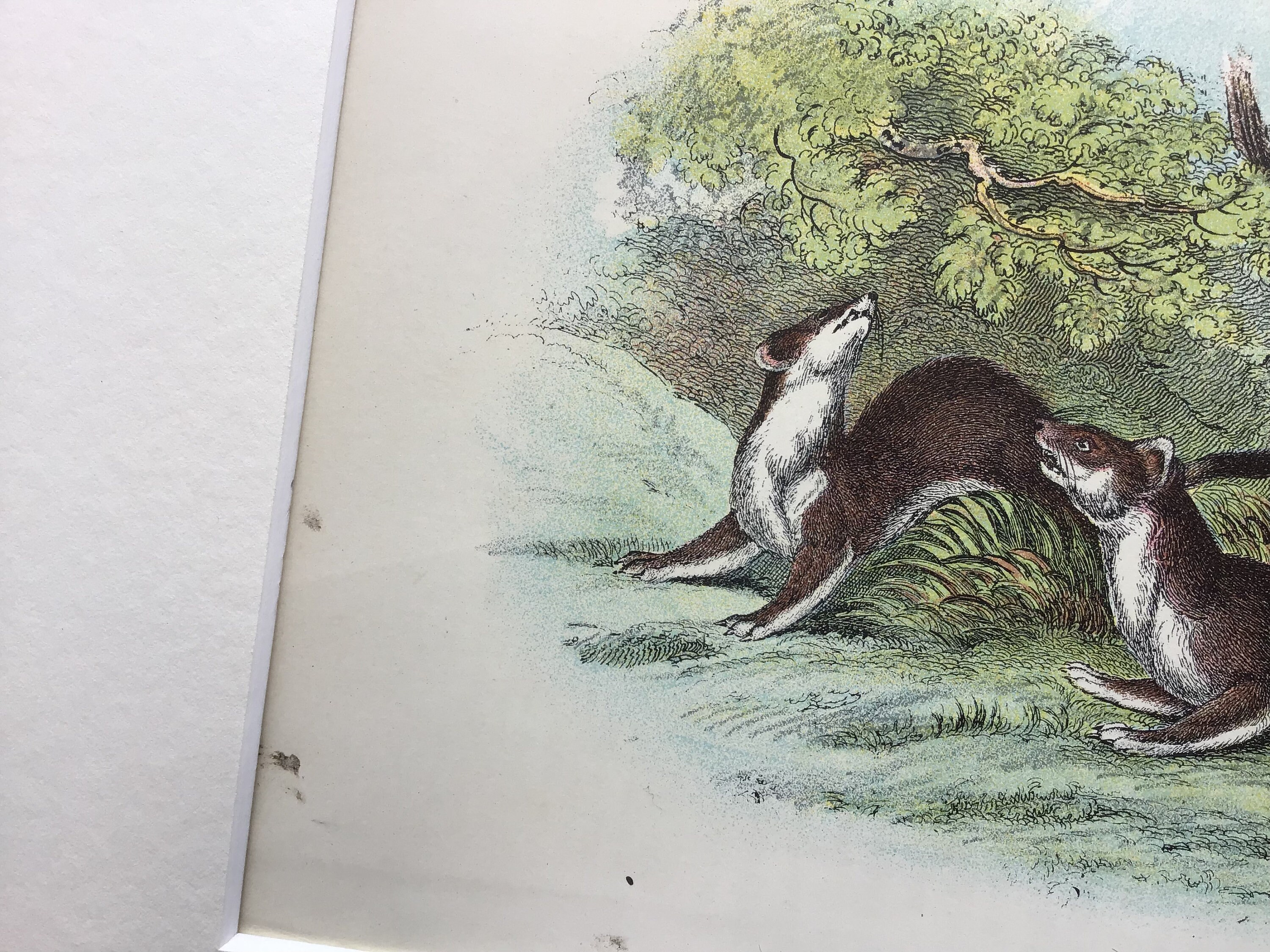 Antique Print, Stoat Print, Old Print From 1896, Original Lithograph ...