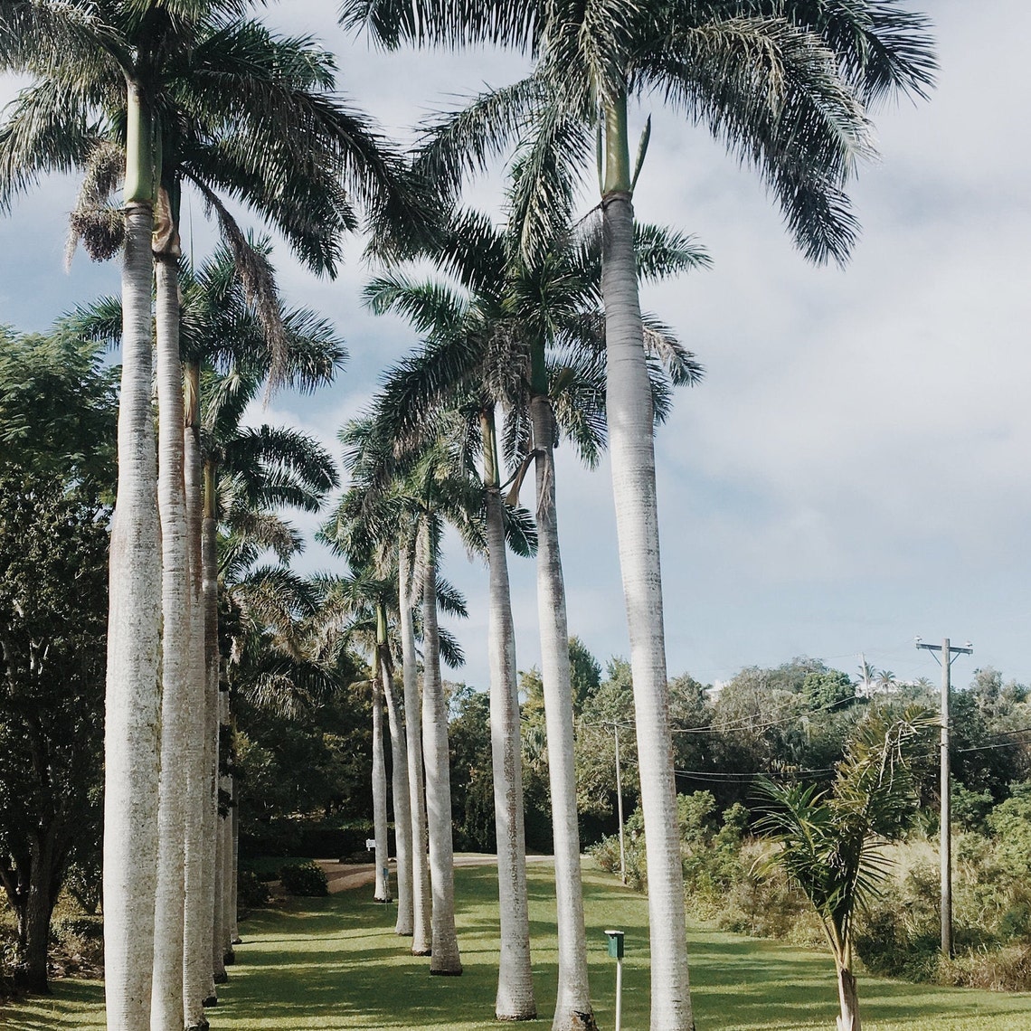 Bermuda Crystal Cave Palm Trees Hamilton | Digital Print Instant ...