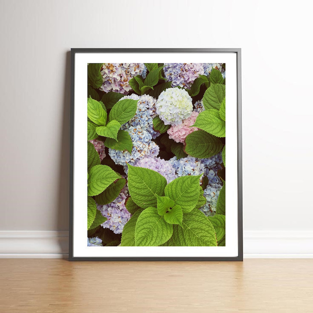 Purple Pink Hydrangeas Narragansett Rhode Island Newport New England ...