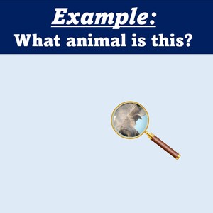 Zoom Game - Magnified Images: Animals - Virtual Power Point Game Great ...