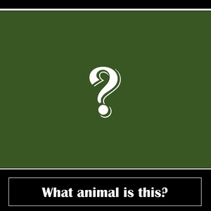 Revealing Images: Land Animals - Powerpoint Game - Virtual Zoom Family ...