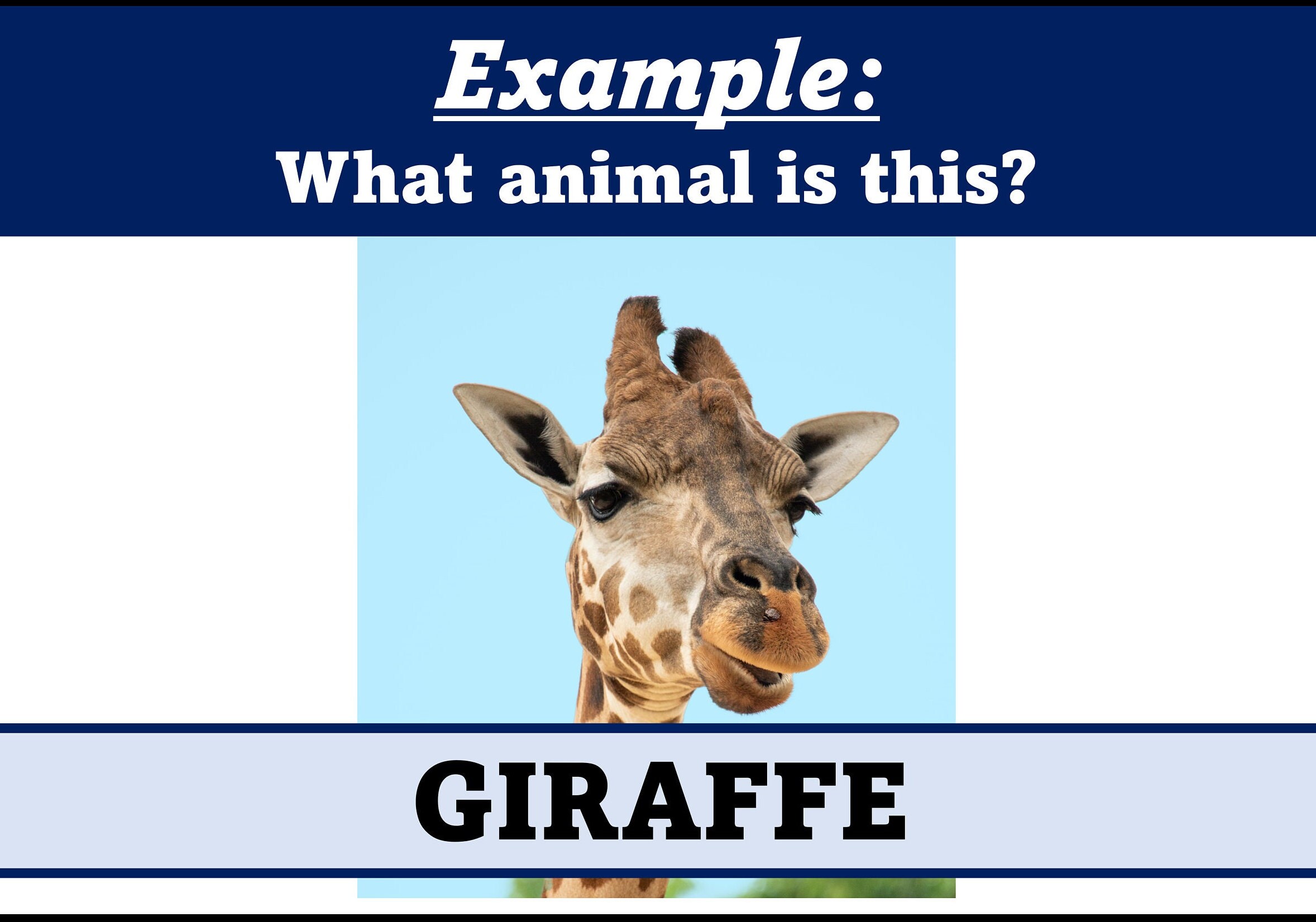 Zoom Game - Magnified Images: Animals - Virtual Power Point Game Great ...