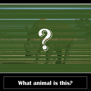 Revealing Images: Land Animals - Powerpoint Game - Virtual Zoom Family ...