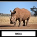 Revealing Images: Land Animals Powerpoint Game Virtual Zoom Family and ...