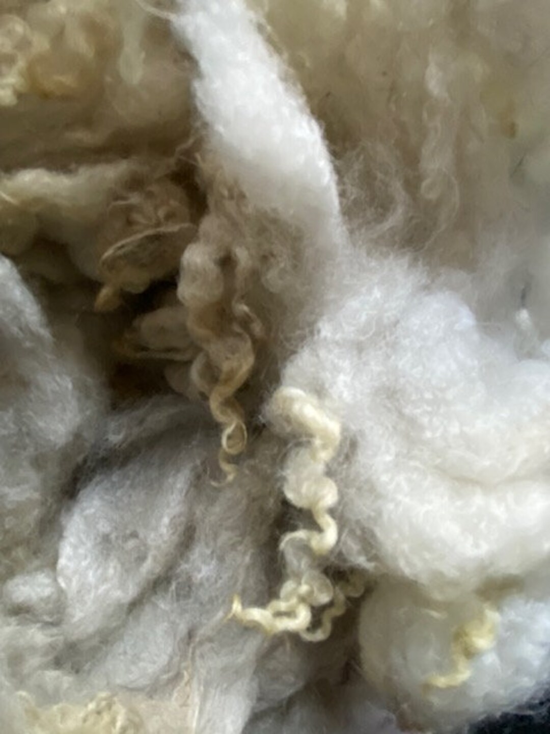 1 Lb 2 Oz Shetland Sheep Wool, White, Hand Washed, Clean, SE2SE Mabel ...