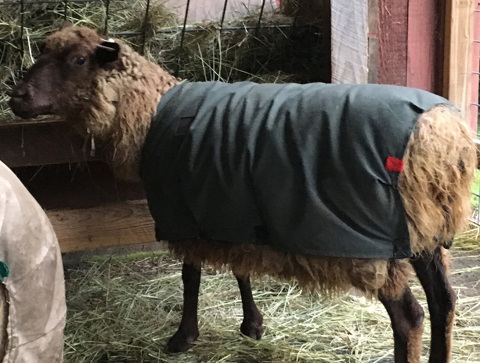 Shetland Sheep Wool Hand Washed Moorit 4 Ounces Poppy | Etsy