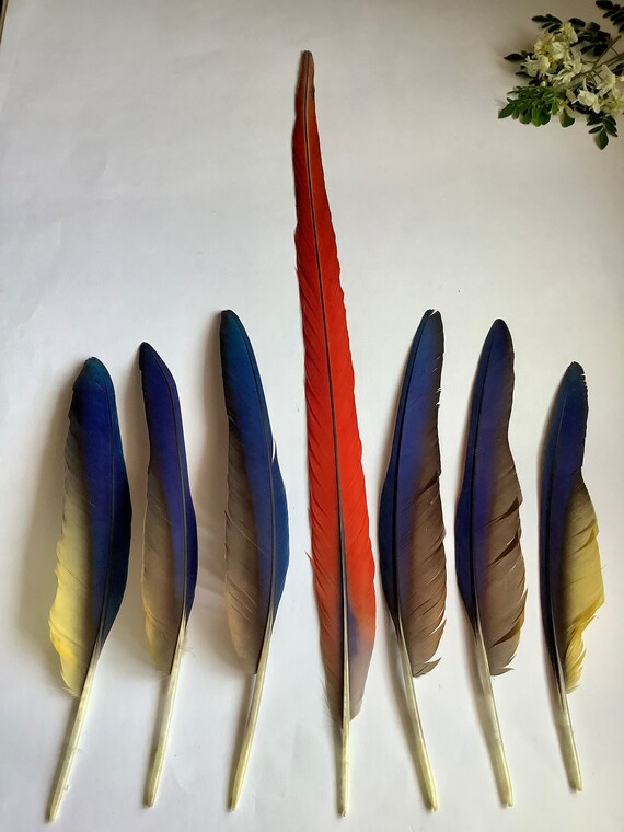 Tropical Bird Feathers