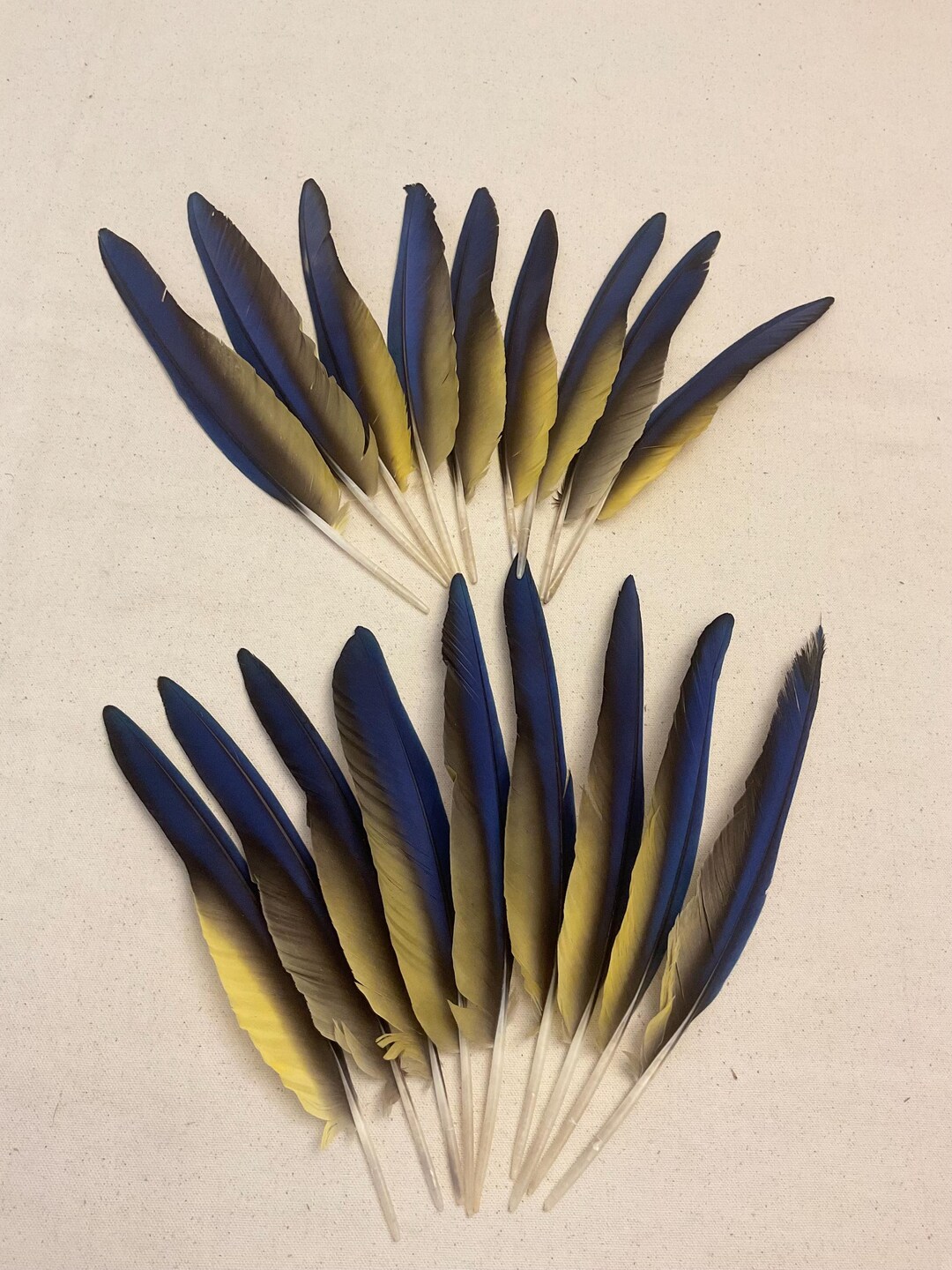 18 Pcs. Macaw Wing Feathers (10-12.5"), Powwow Native American Craft - Etsy
