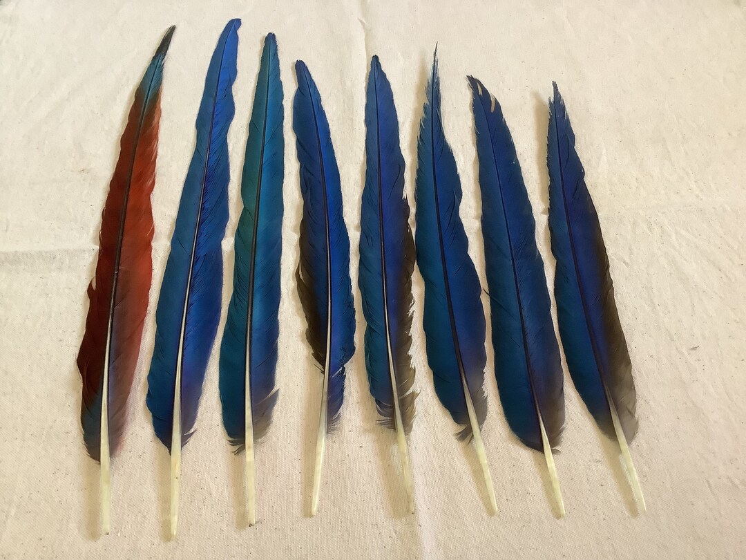 8 Pcs 23to 16 Molted Long Blue Tail Feathers Sacred Shamanic Ritual ...
