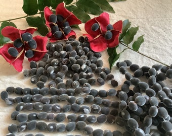Drilled Mgambo Seeds - Etsy