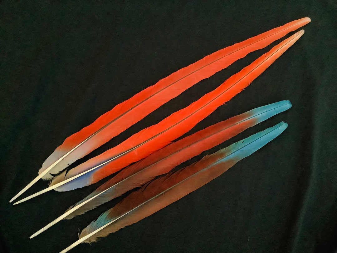 4 Pcs. 26.5 17.5 Molted Feathers Extra Long Rare Scarlet Macaws Tail ...
