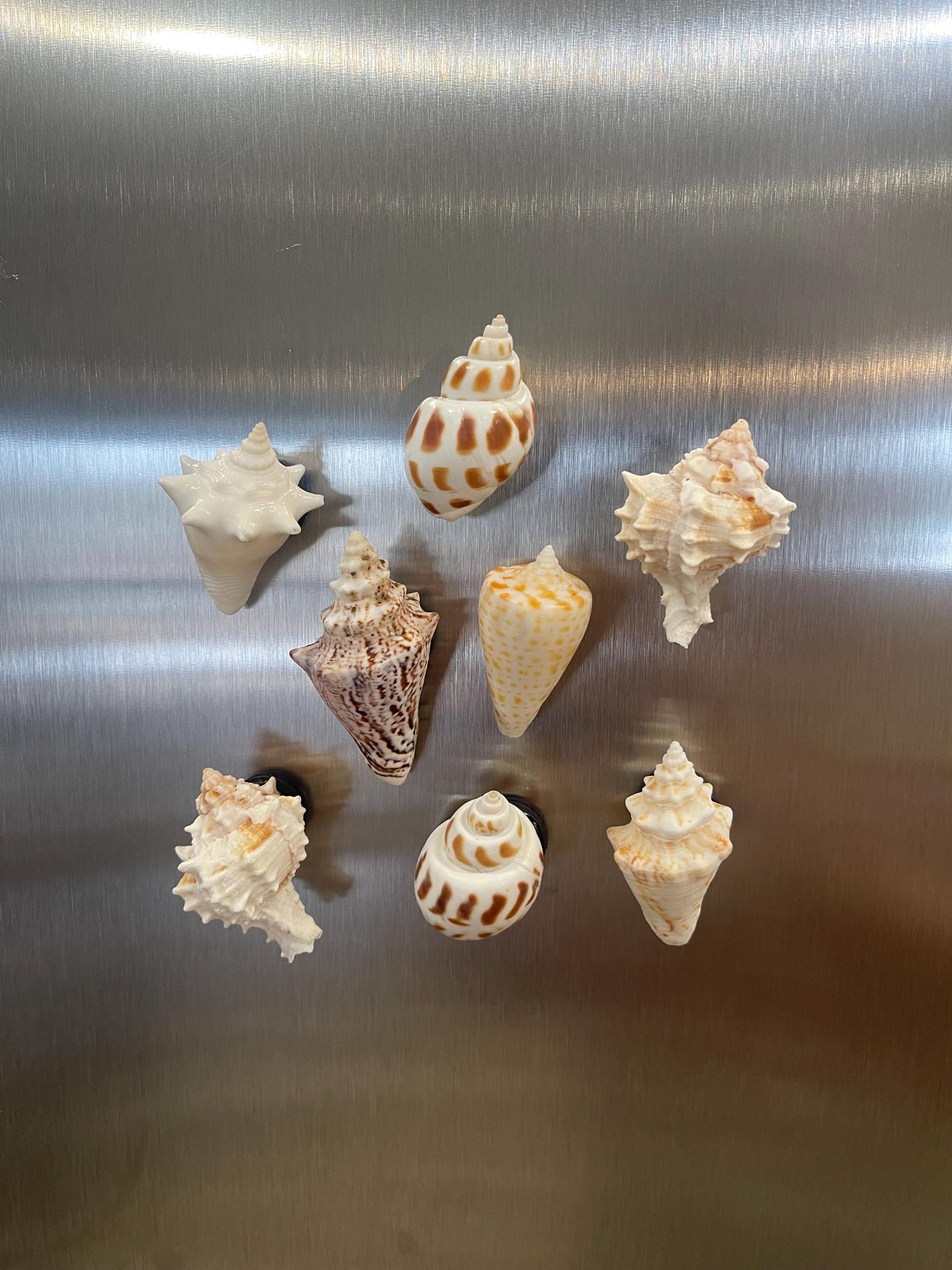 Handmade Seashell Magnets Coastal Beach Decor Ocean Fridge Magnet ...