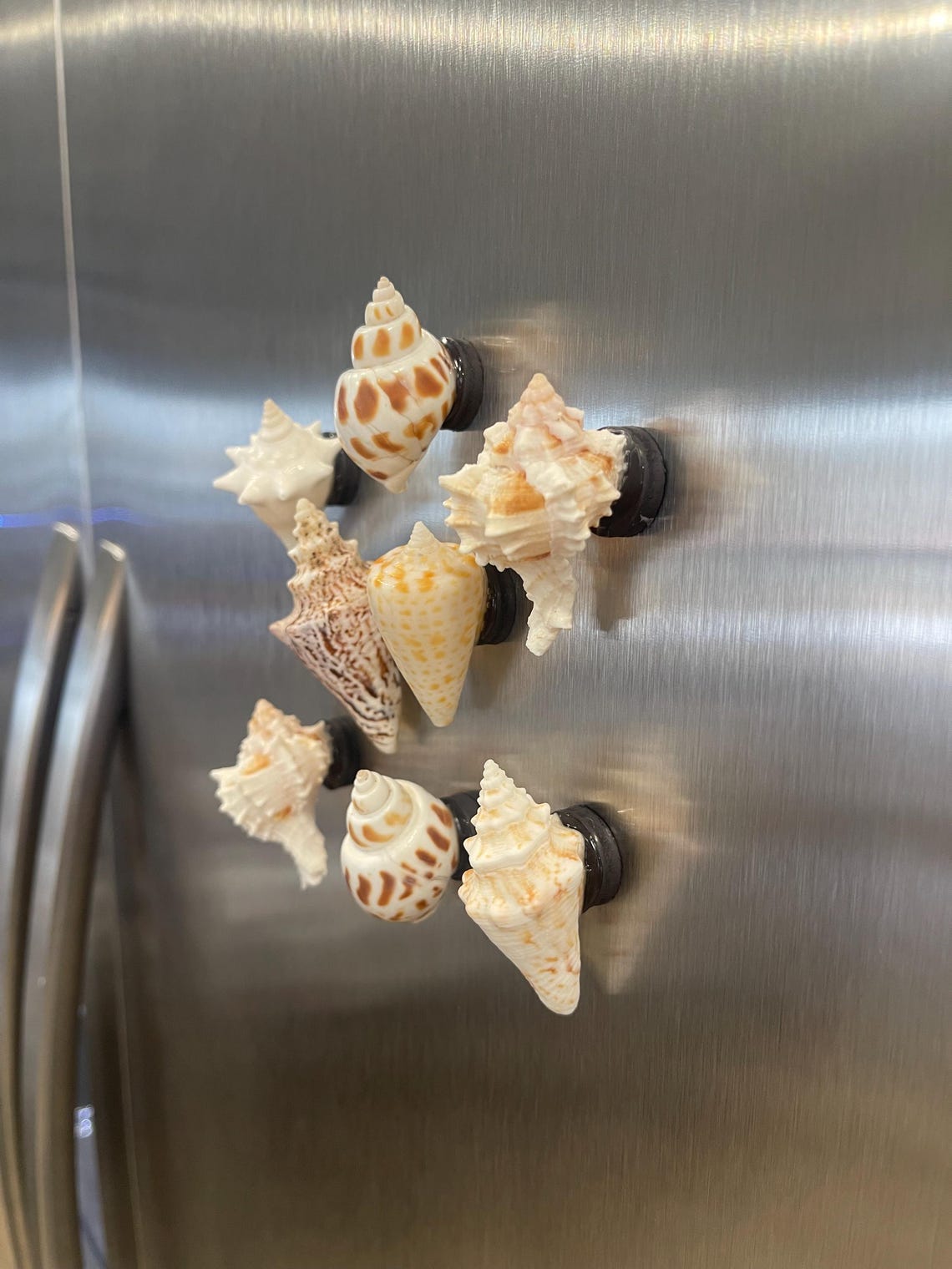 Handmade Seashell Magnets Coastal Beach Decor Ocean Fridge Magnet ...