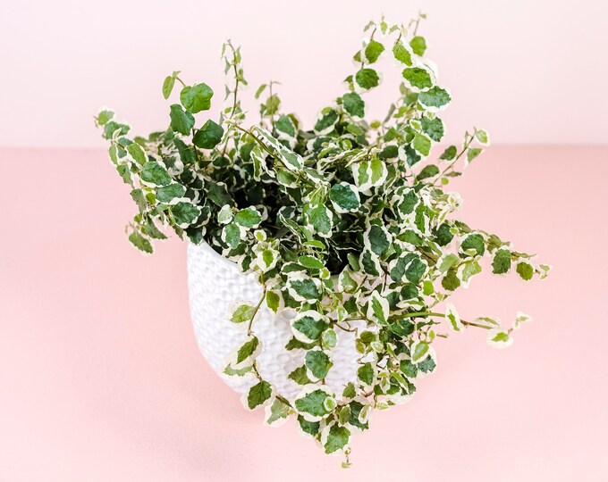 6” Variegated Creeping Fig - Ficus Repens - Etsy