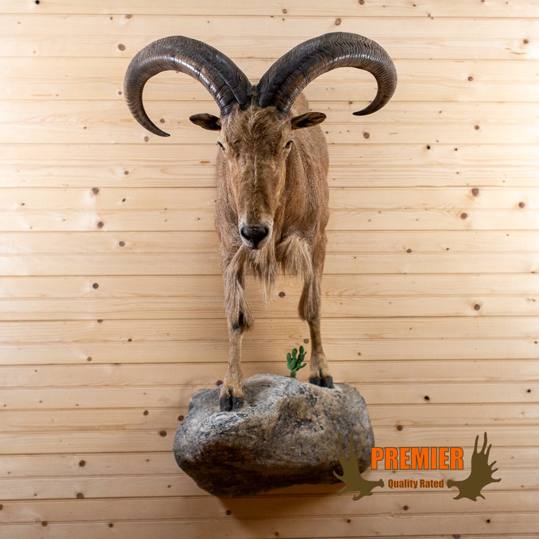 Premier Aoudad Barbary Sheep Taxidermy Half-body Mount SN4005 - Etsy