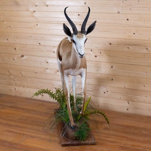 Excellent African Springbok Life-size Full Body Taxidermy Mount JC6025 ...