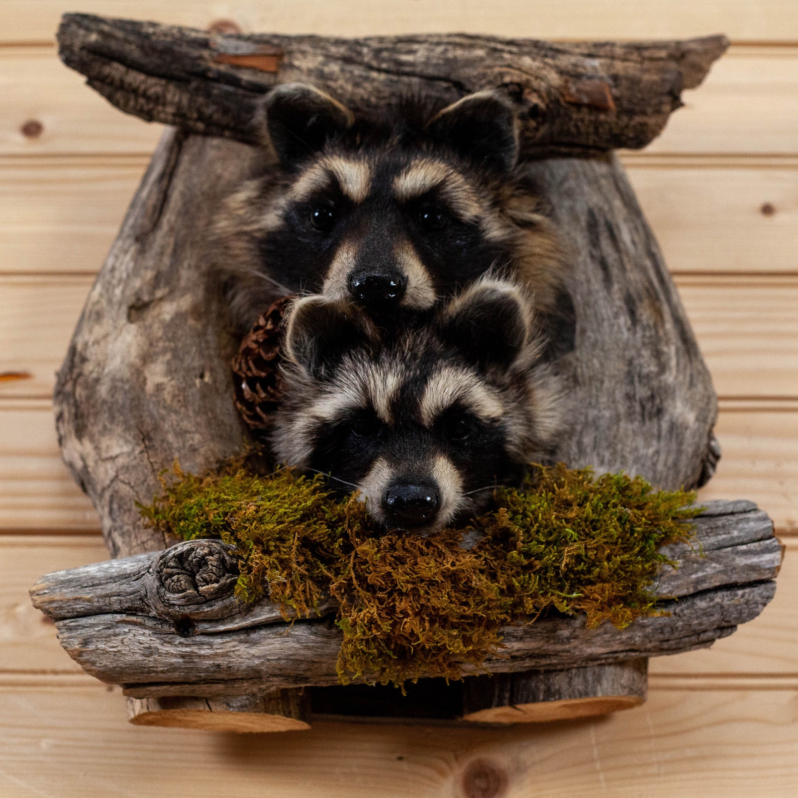 Excellent Pair of Raccoon Kits Peeking Taxidermy Mount SW10930 - Etsy