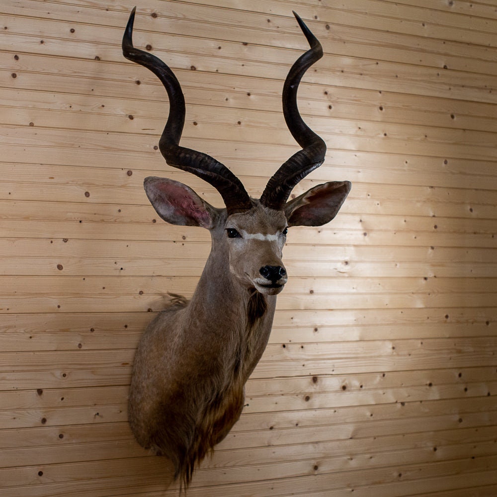 Kudu Shoulder Mount