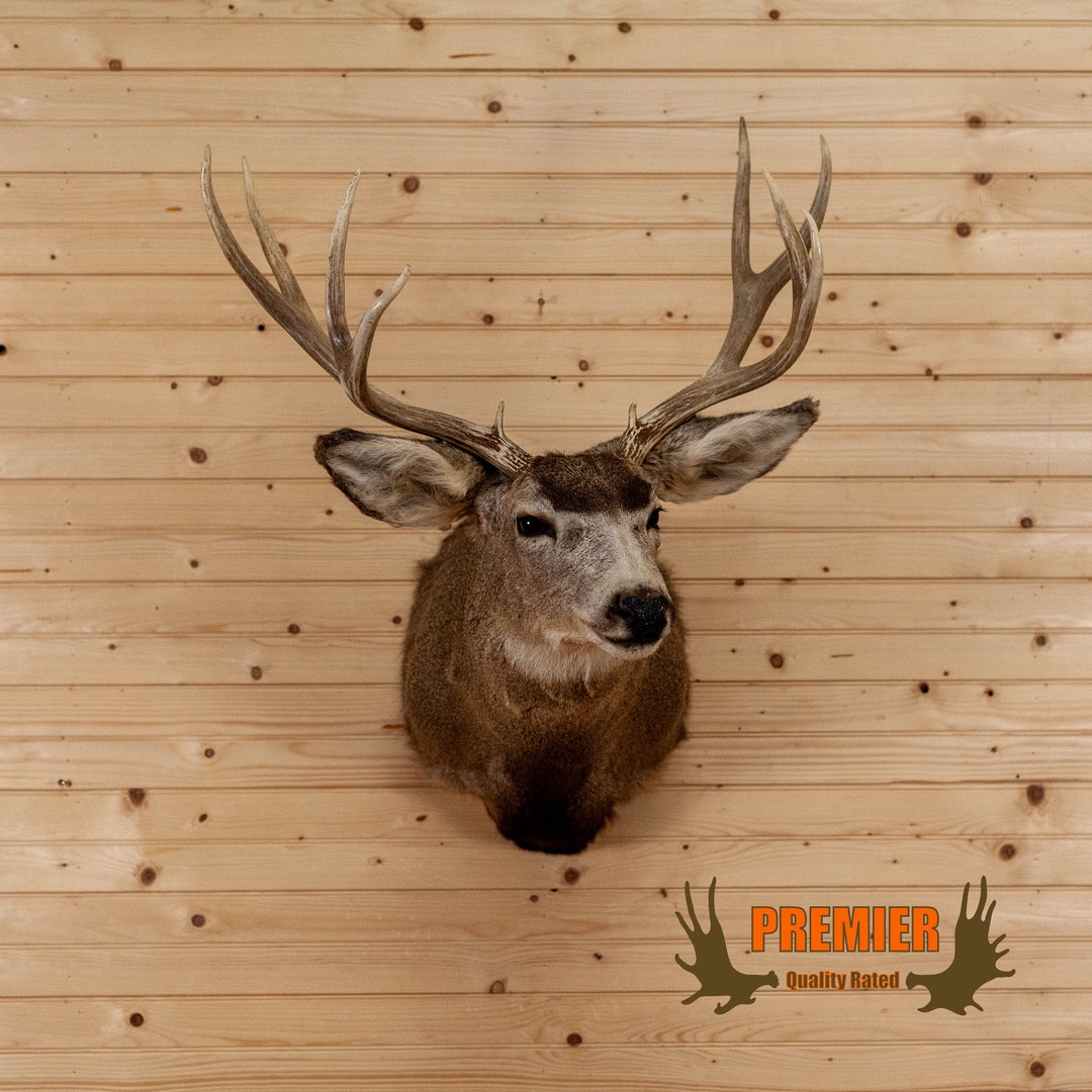 Excellent 10 Point Mule Deer Buck Deer Taxidermy Shoulder Mount SW10978 ...