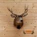 Excellent 10 Point Mule Deer Buck Deer Taxidermy Shoulder - Etsy