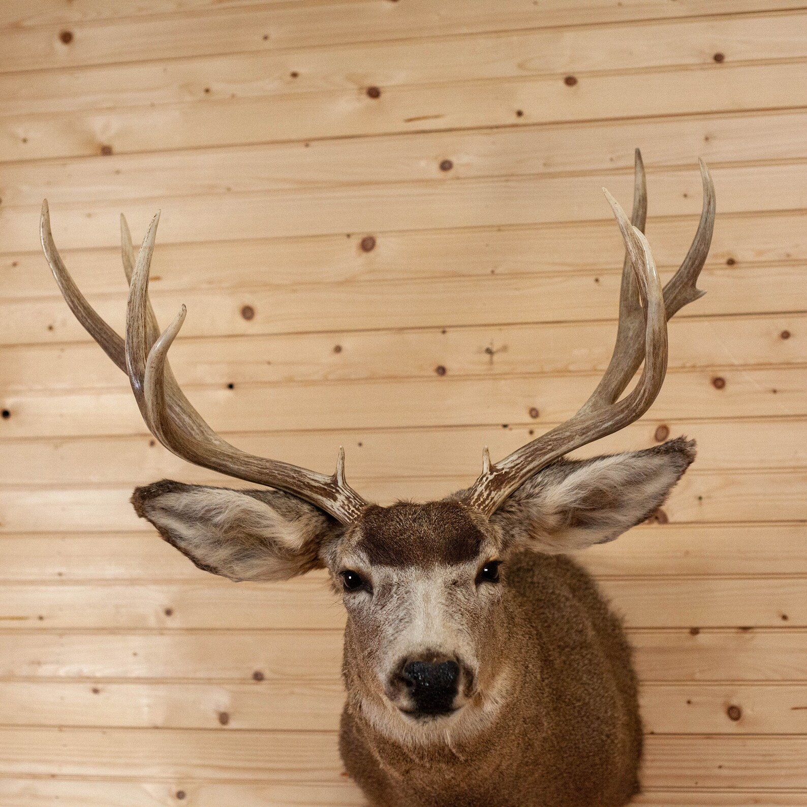 Excellent 10 Point Mule Deer Buck Deer Taxidermy Shoulder - Etsy