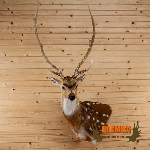 Deer Wall Mount - Etsy