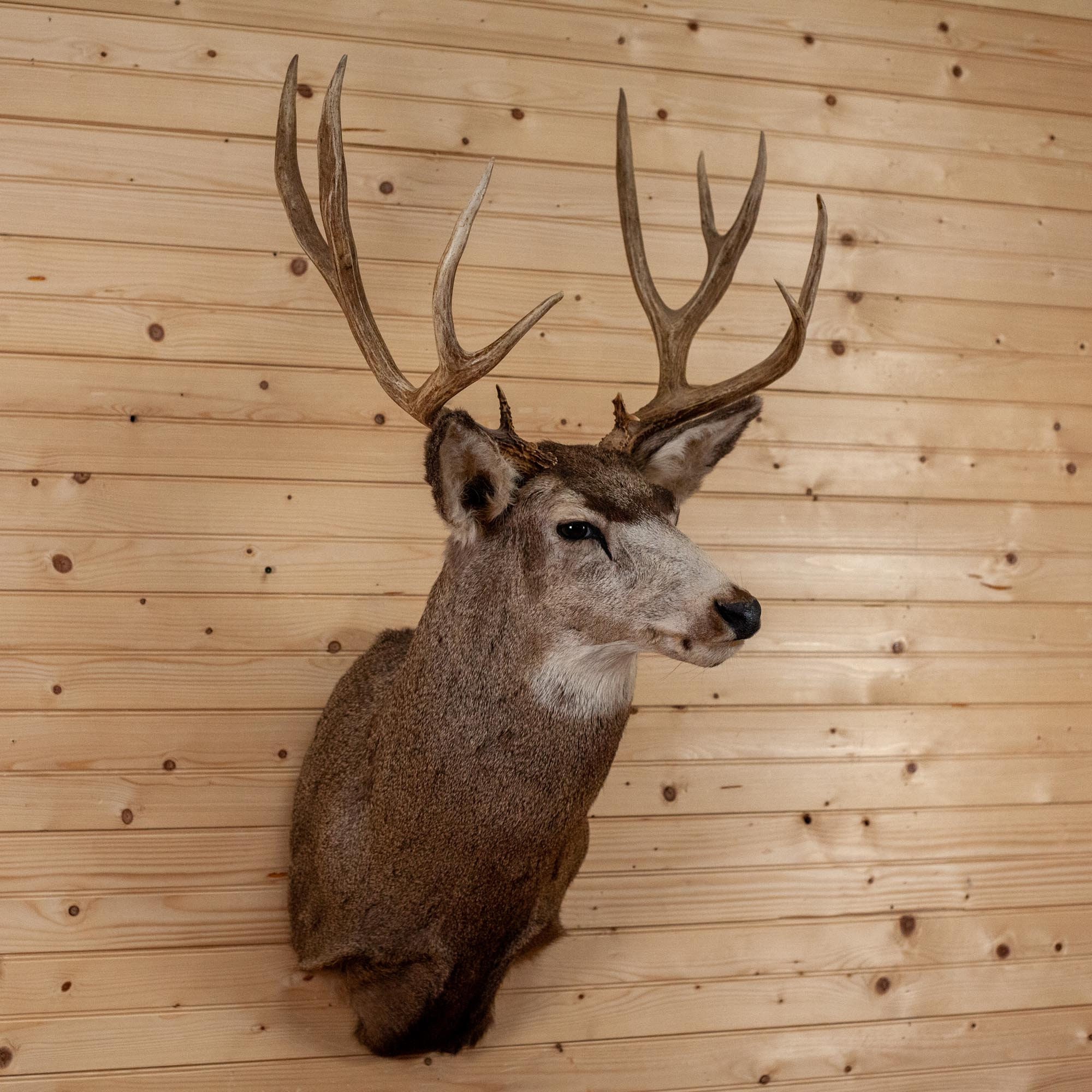Excellent 5X6 11 Point Mule Deer Buck Deer Taxidermy Shoulder Mount ...