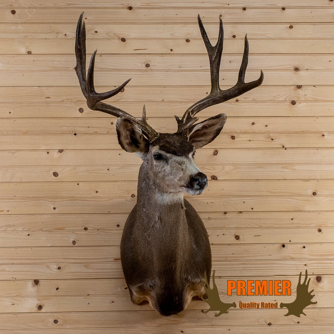 Premier 10 Point Mule Deer Buck Taxidermy Shoulder Mount NR4020 - Etsy
