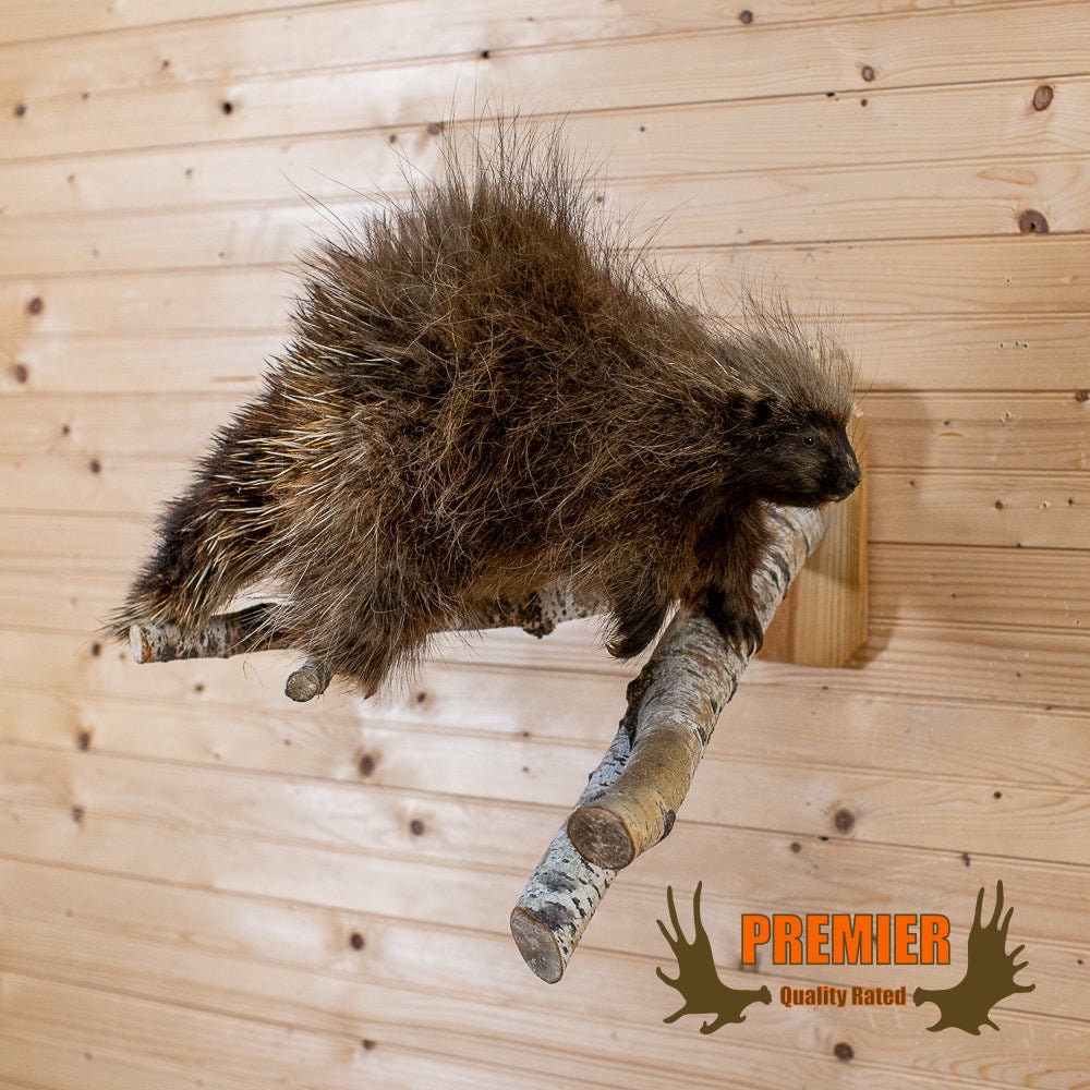 African Porcupine Mount