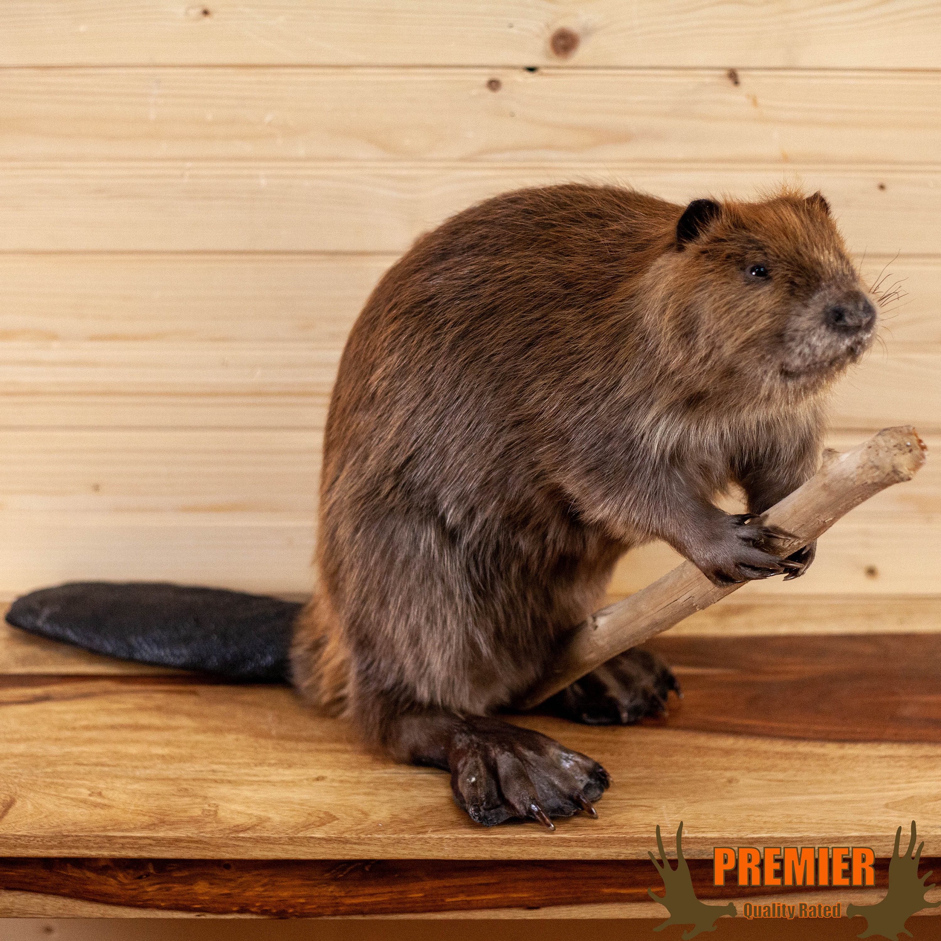 Premier Beaver Full Body Taxidermy Mount SW10765 | Etsy