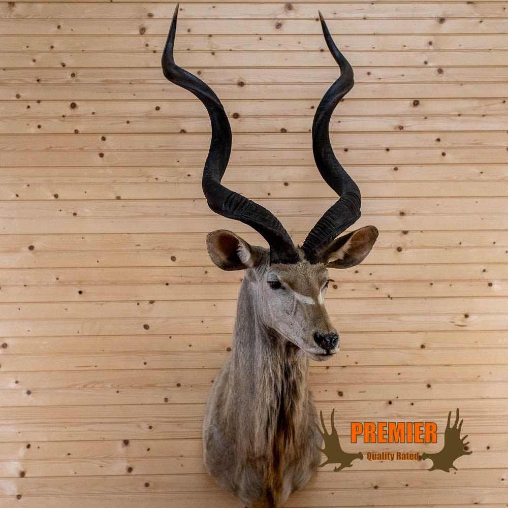 Kudu Shoulder Mount
