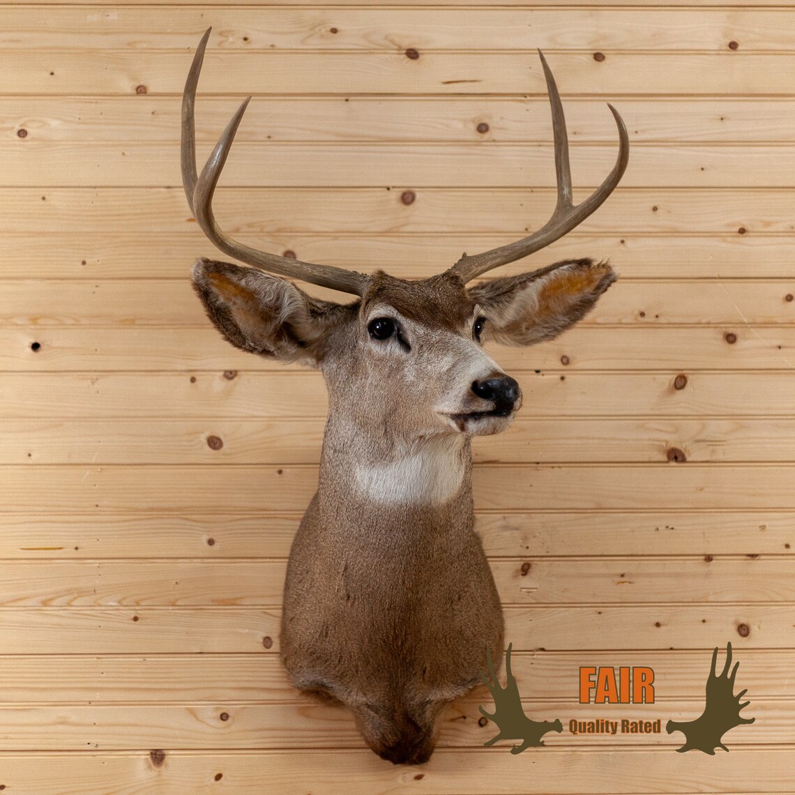 Mule Deer Buck Deer Taxidermy Shoulder Mount GB4132 - Etsy