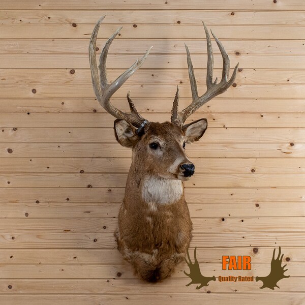 Buck Taxidermy - Etsy