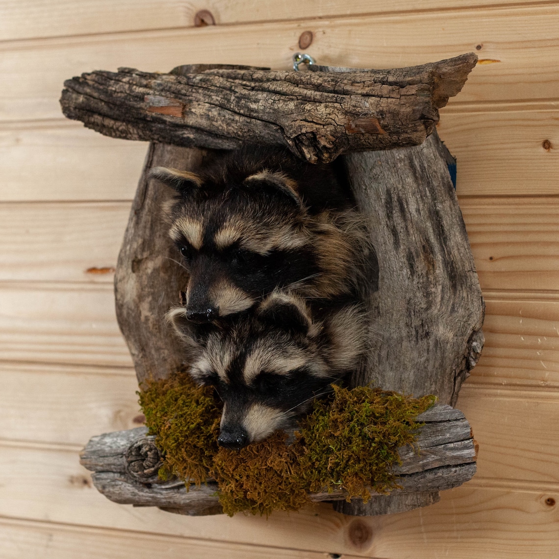 Excellent Pair of Raccoon Kits Peeking Taxidermy Mount SW10930 - Etsy
